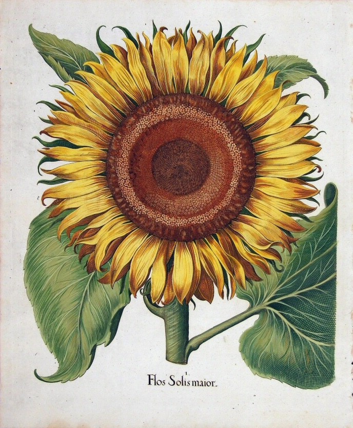 This amazingly detailed sunflower image was printed 408 years ago in ...
